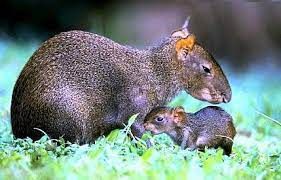 Infografía del guatín | Genially