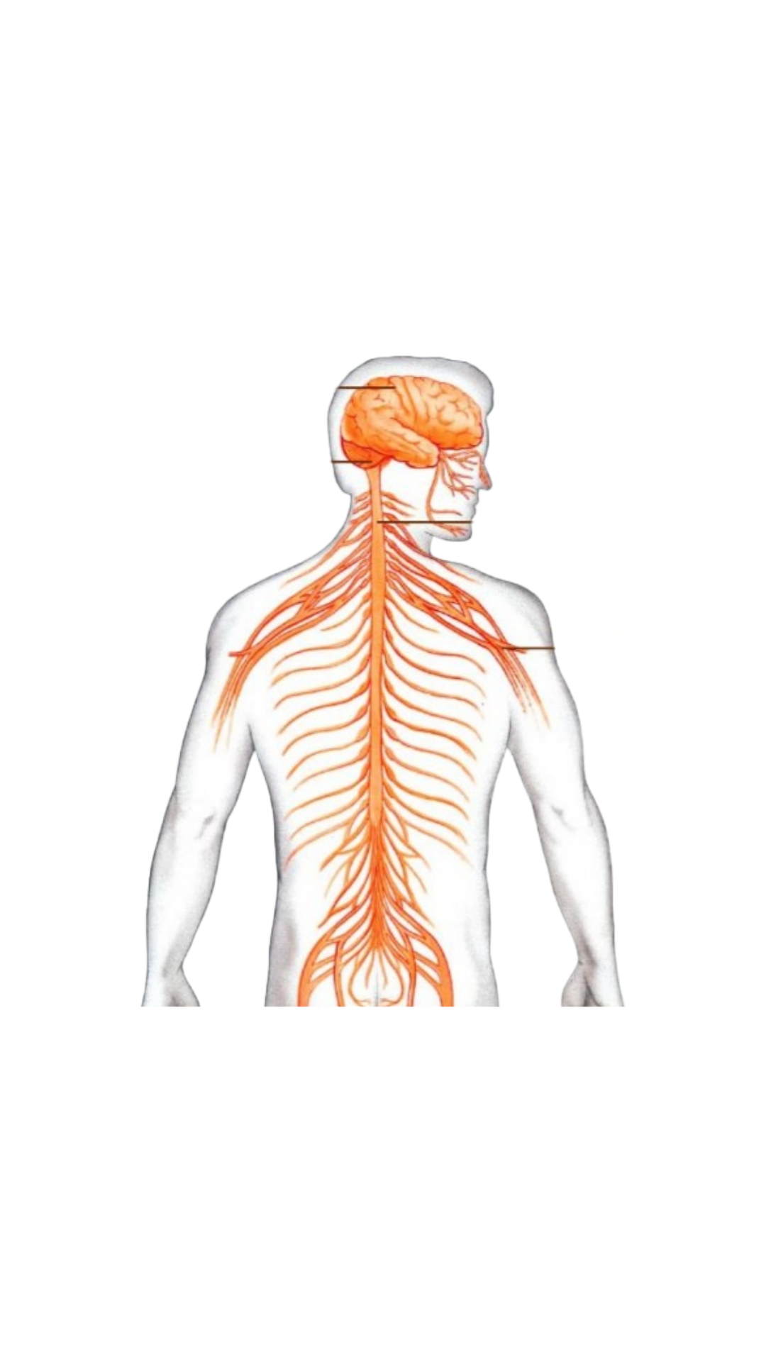 sistema nervioso autónomo | Genially