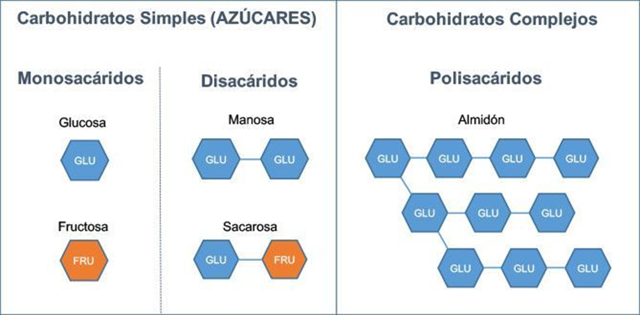 Estructura Del Diagrama De Carbohidratos