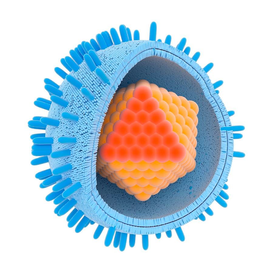 Las formas acelulares (viroides, priones y virus). | Genially