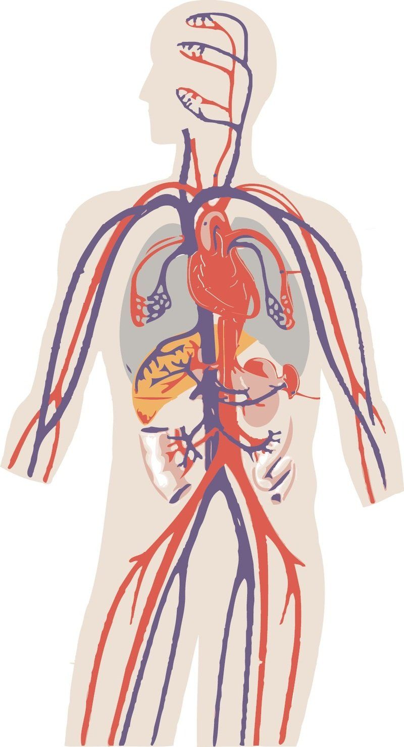 INFOGRAFÍA APARATO CIRCULATORIO | Genially
