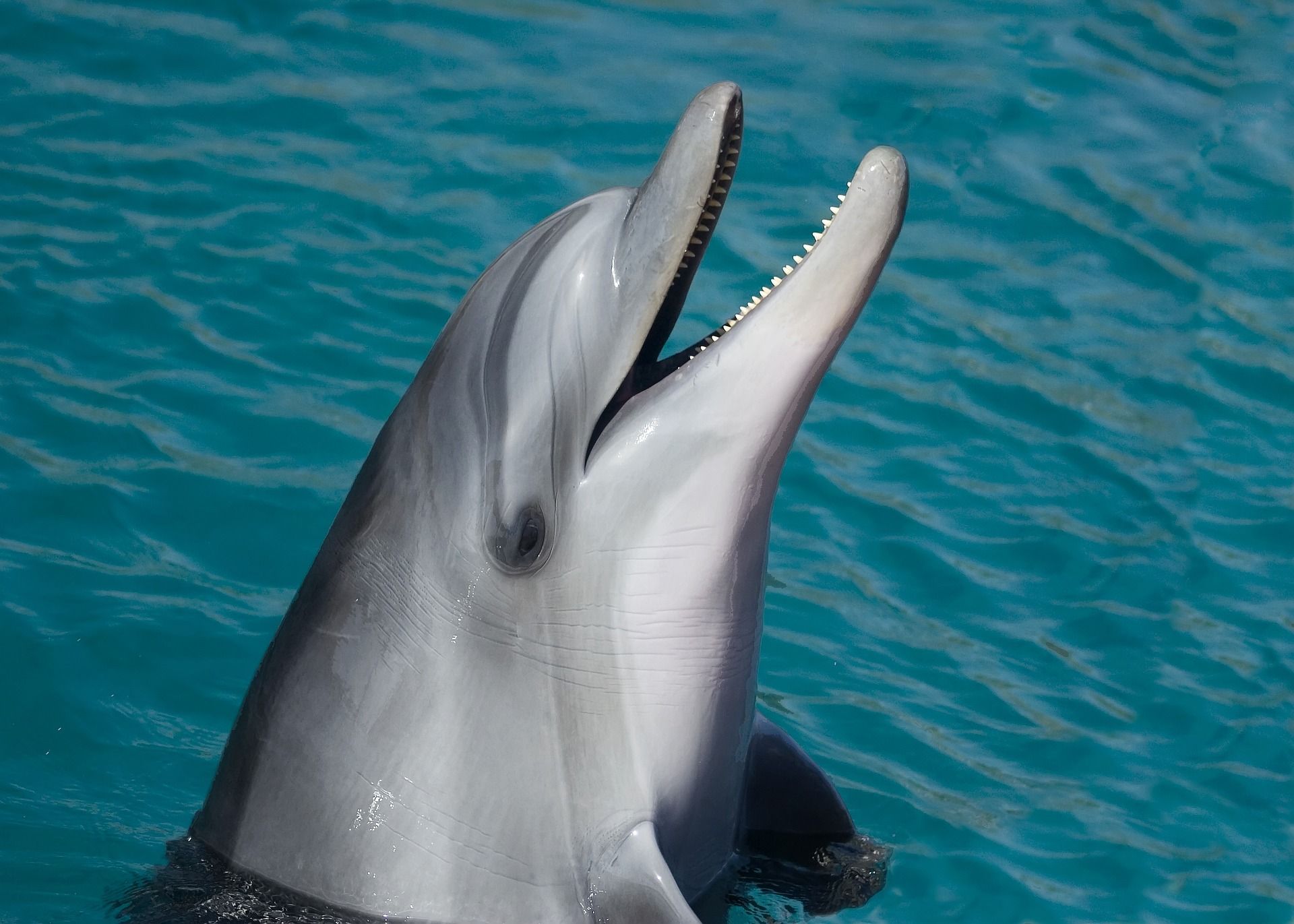 Dolphins