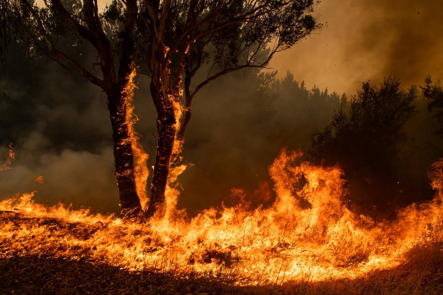 Australia forest fire