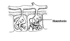 TIPOS DE HIFAS | Genially