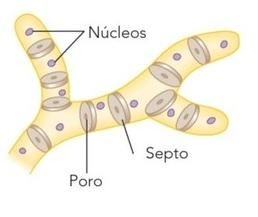 TIPOS DE HIFAS | Genially