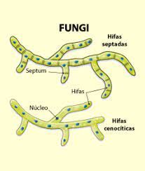 TIPOS DE HIFAS | Genially