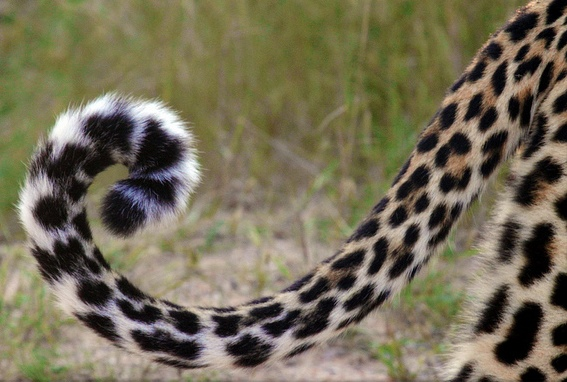 FRANKENSTEIN MENU | Genially