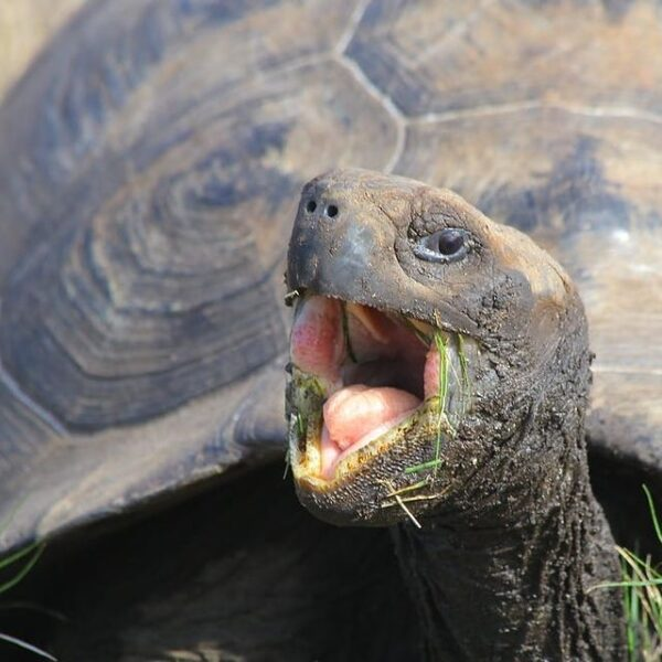 FRANKENSTEIN MENU | Genially