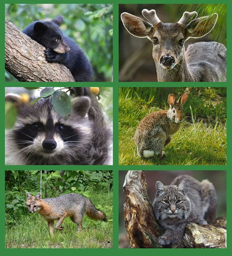 Resources for the Ecosystem Project | Genially