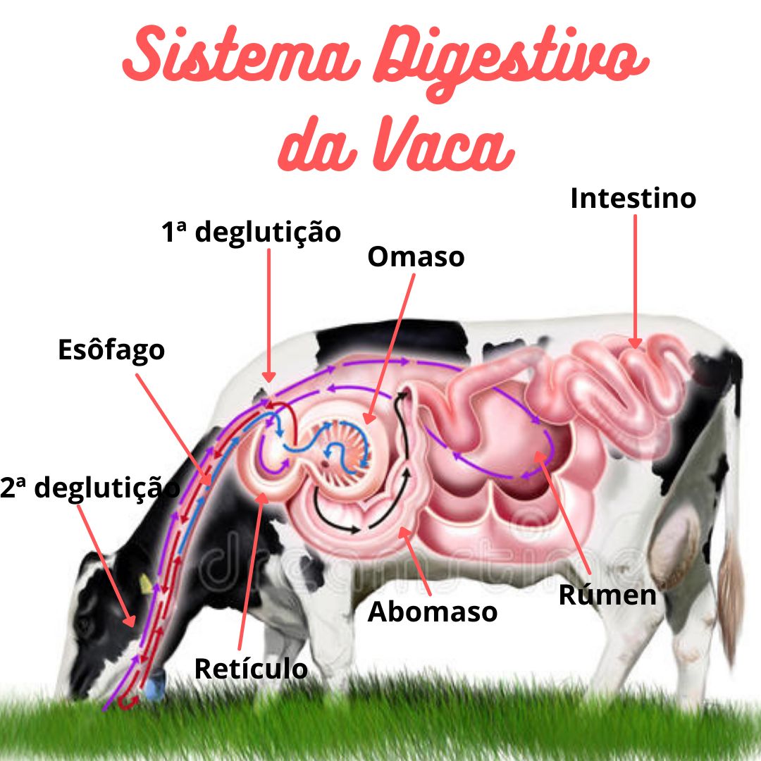 sistema digestivo da vaca | Genially