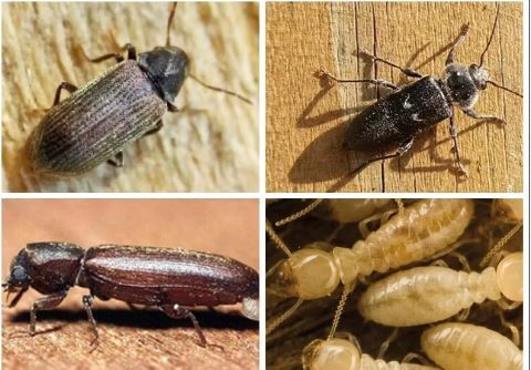 INFO URBANA | Genially