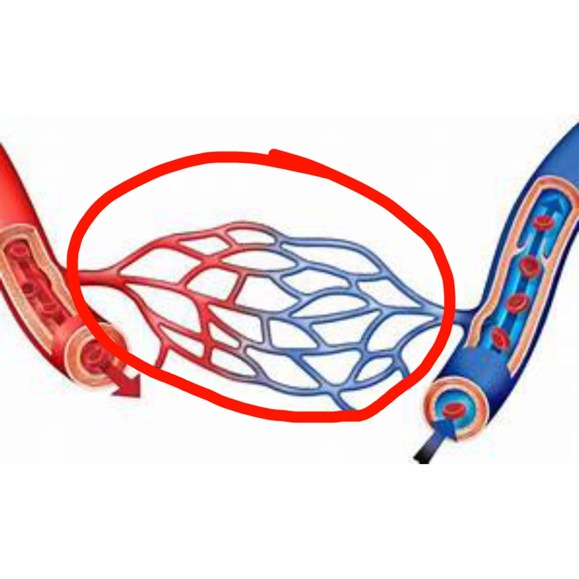 QUIZ VENE, ARTERIE E CAPILLARI