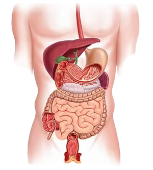 Digestive System | Genially