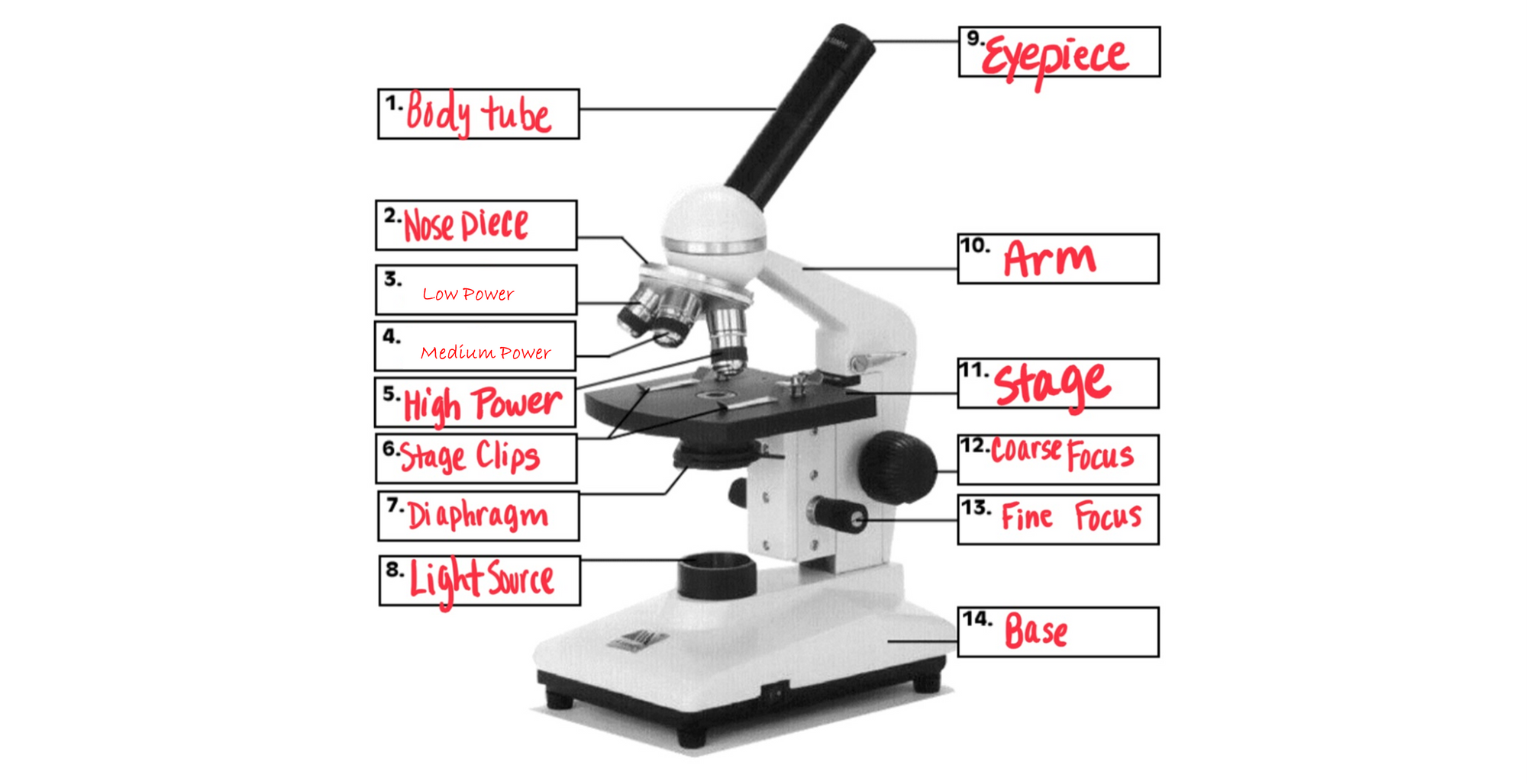 Microscope Parts And Functions