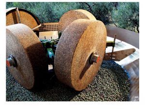 IL CICLO DELL'OLIO | Genially