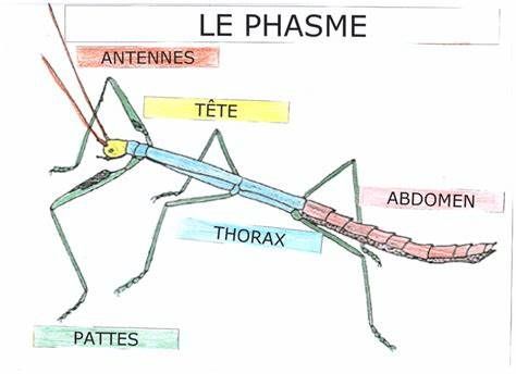 Présentation géniale