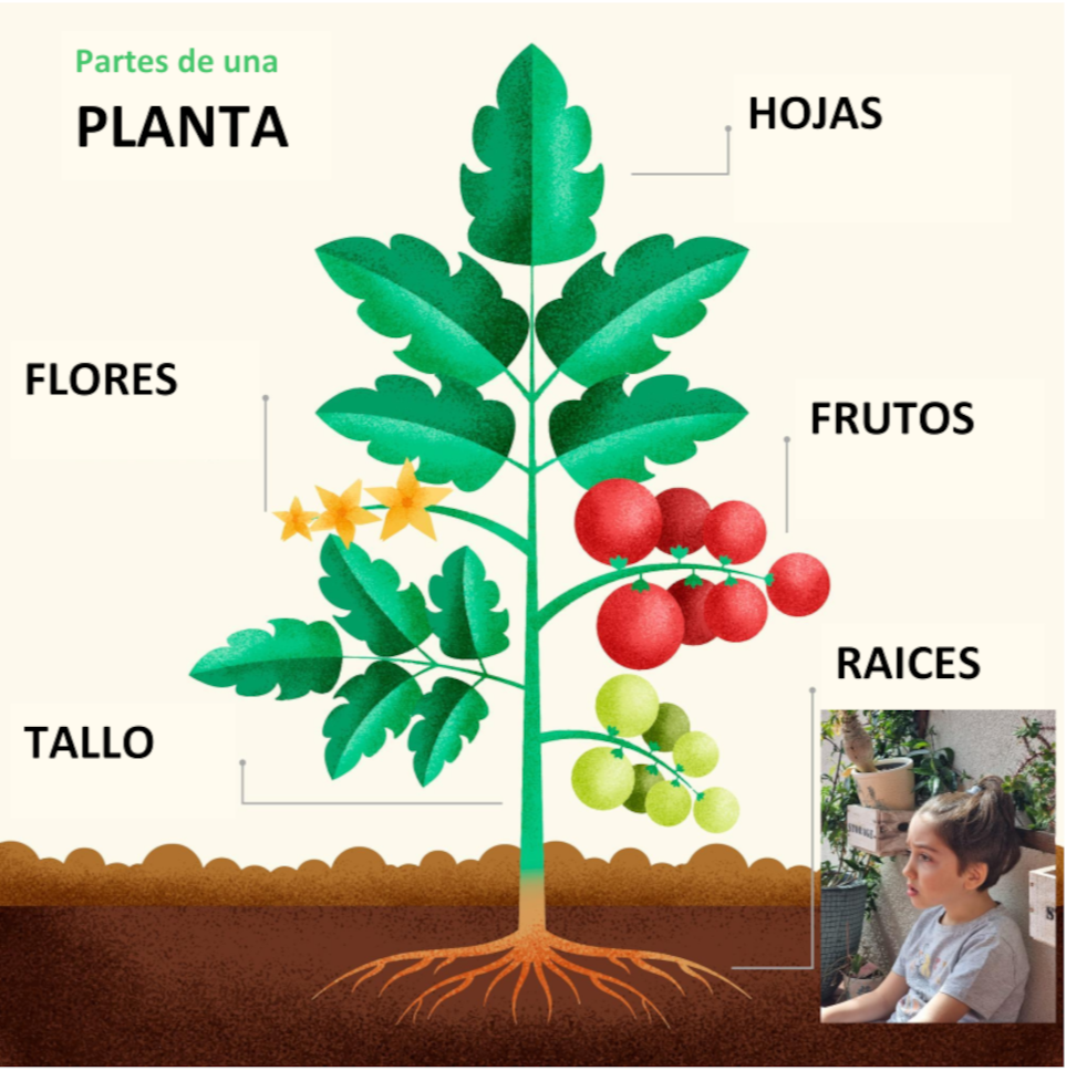 Partes de La Planta- Interactivo