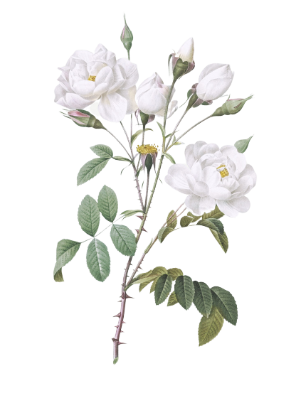 El Florón (Espanol Proyecto) Arianna Marcucci | Genially