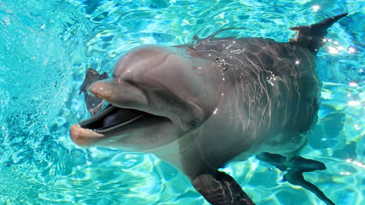 the dolphin | Genially