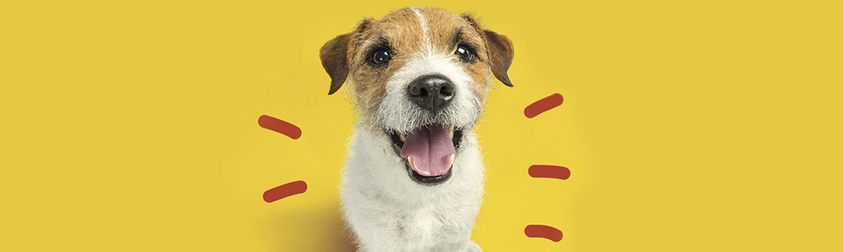 Fenway and Hattie Explore Board | Genially