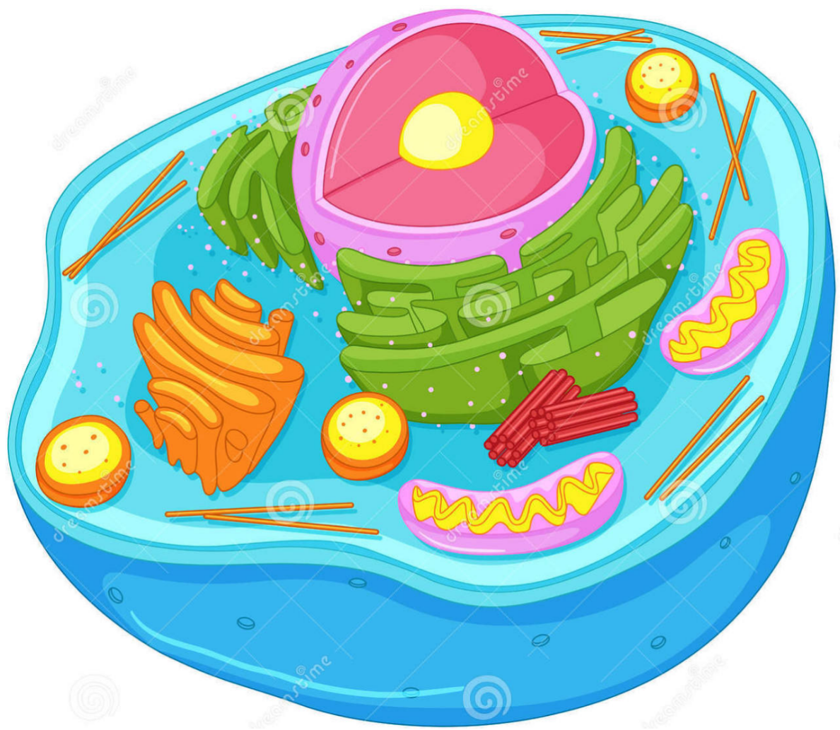 Modelo tridimensional de la célula eucariota