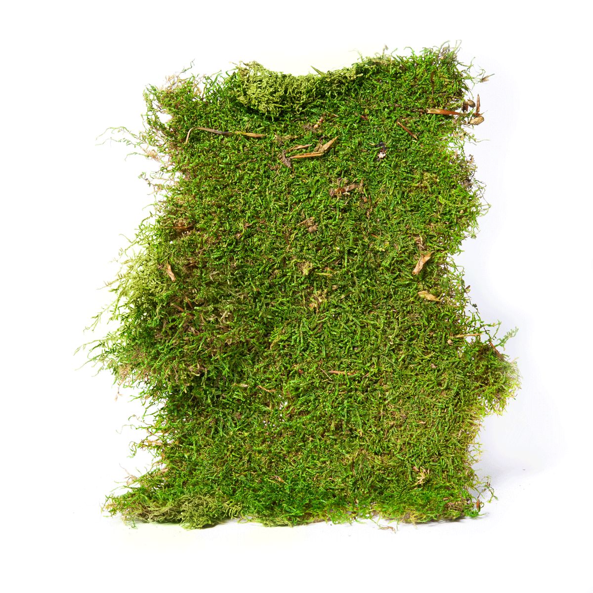 STAGES OF HUMAN EVOLUTION | Genially