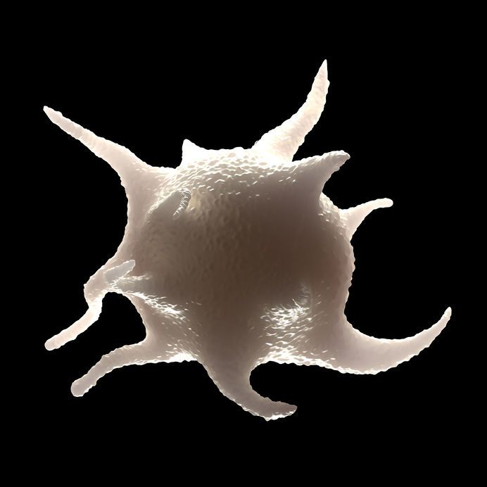 le piastrine infografica