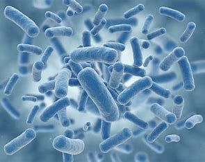 Quimioheterotrofos UTH Keydy Melissa Corrales