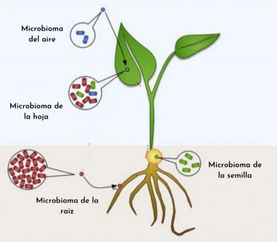 Microbioma de la planta