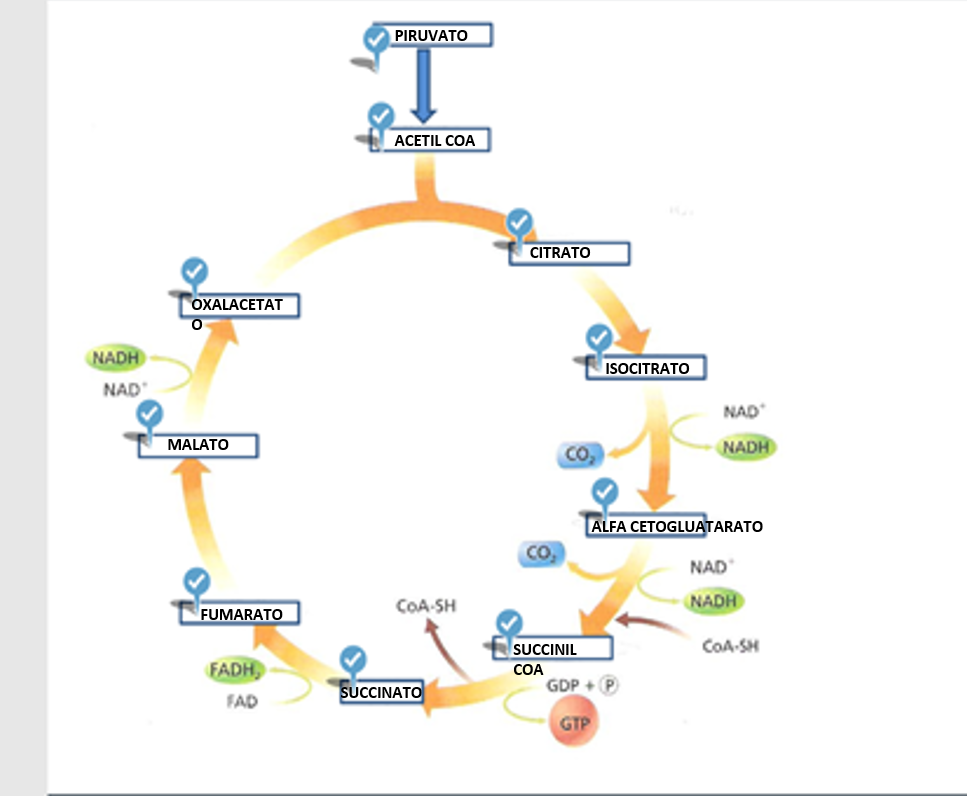 Ciclo de Krebs | Genially