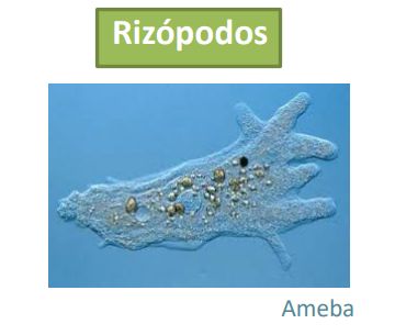 REINO PROTISTA