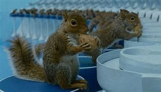 squirrel and the nut room | Genially