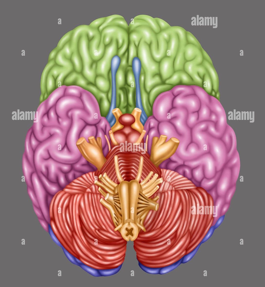 ANATOMÍA MACROSCÓPICA DEL CEREBRO | Genially
