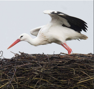 Reino animal - Inductivo básico | Genially