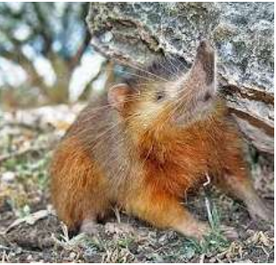 Reino animal - Inductivo básico | Genially