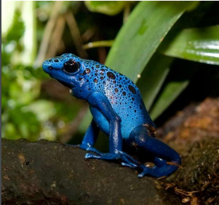 Reino animal - Inductivo básico | Genially