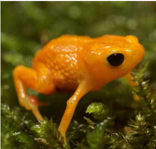 Reino animal - Inductivo básico | Genially