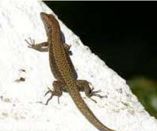 Reino animal - Inductivo básico | Genially