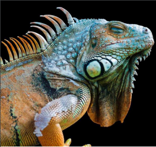 Reino animal - Inductivo básico | Genially