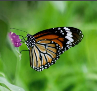 Reino animal - Inductivo básico | Genially