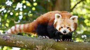 RED PANDA
