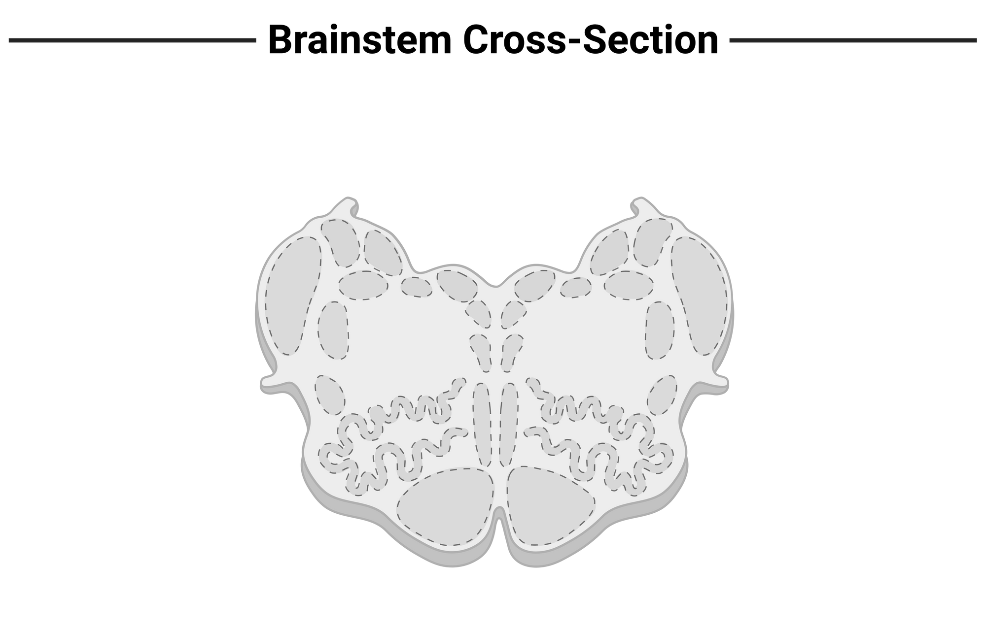 Brainstem Anatomy | Genially