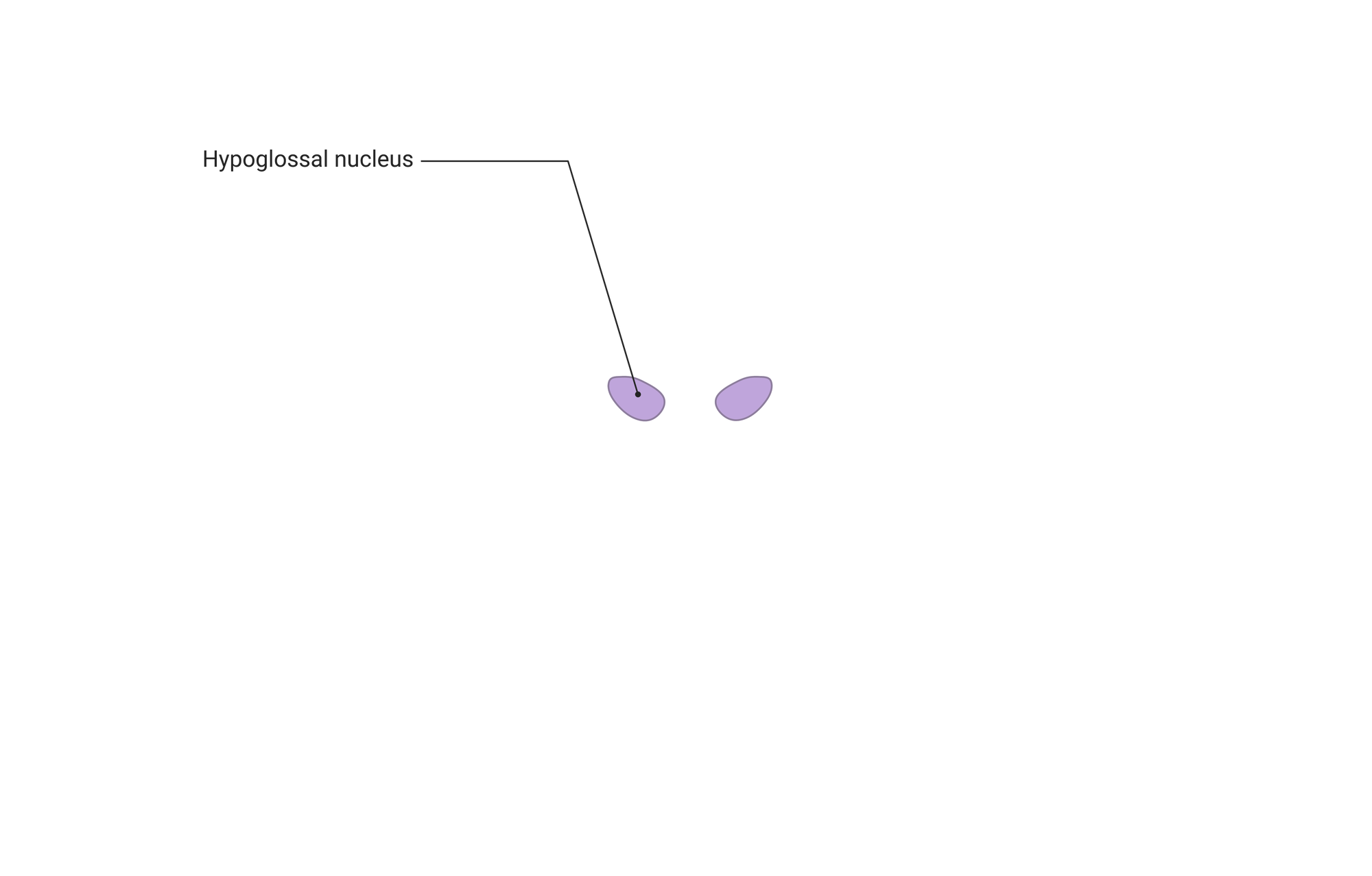 Brainstem Anatomy | Genially