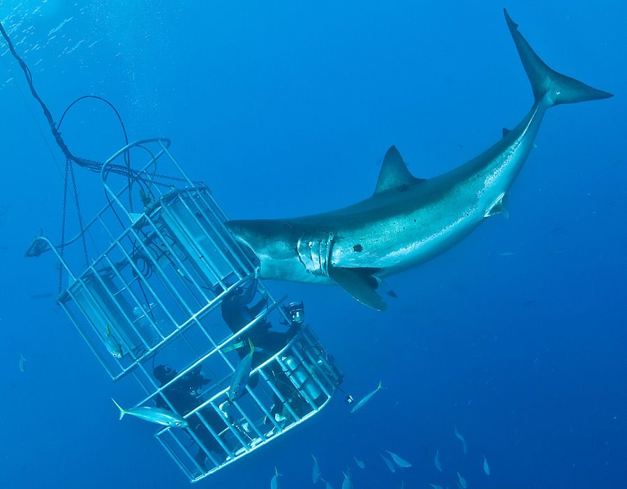 cage diving with sharks