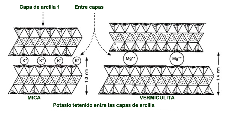 ciclo del potasio | Genially