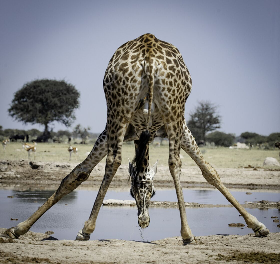 LA GIRAFE | Genially