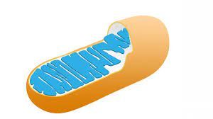 MAPA MENTAL CELULA | Genially