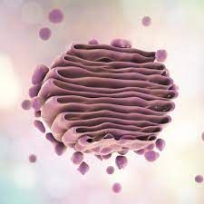 MAPA MENTAL CELULA | Genially