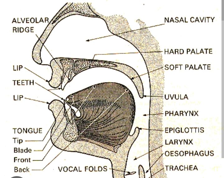 Interactive Infographics_Susana Evelyn Sanchez Artiga | Genially