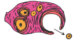 Embryo Development Game | Genially